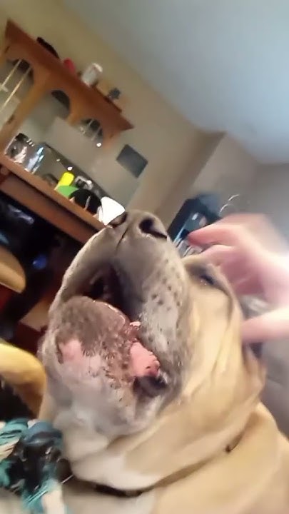 Dogs don’t like to be tickled #dog #doglover #funnyanimals #funnyvideo - YouTube