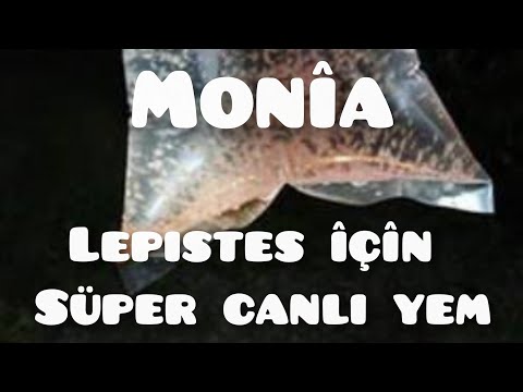 Özel tür Lepistes için süper bir canlı yem monia sonunda aradığımı buldum