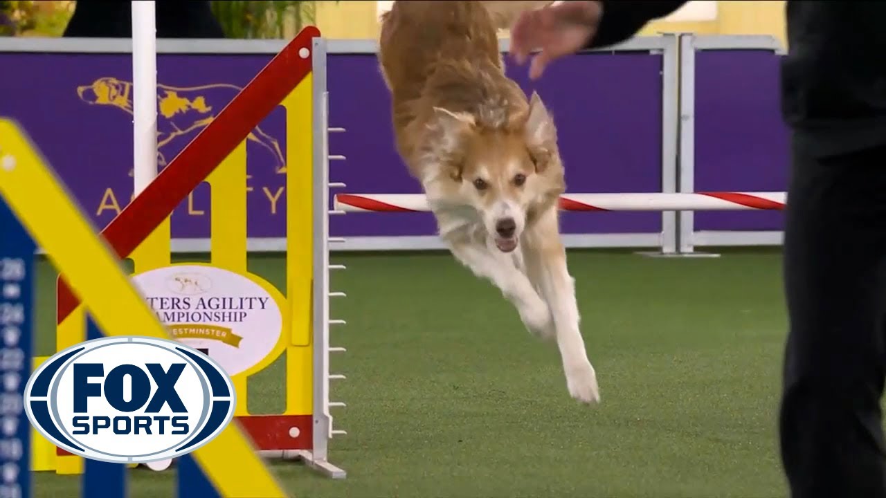 Doogie the Border Collie's spectacular run clinches the 24-inch class ...