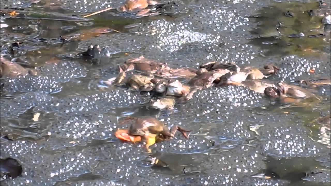 Frösche am Laichen - YouTube