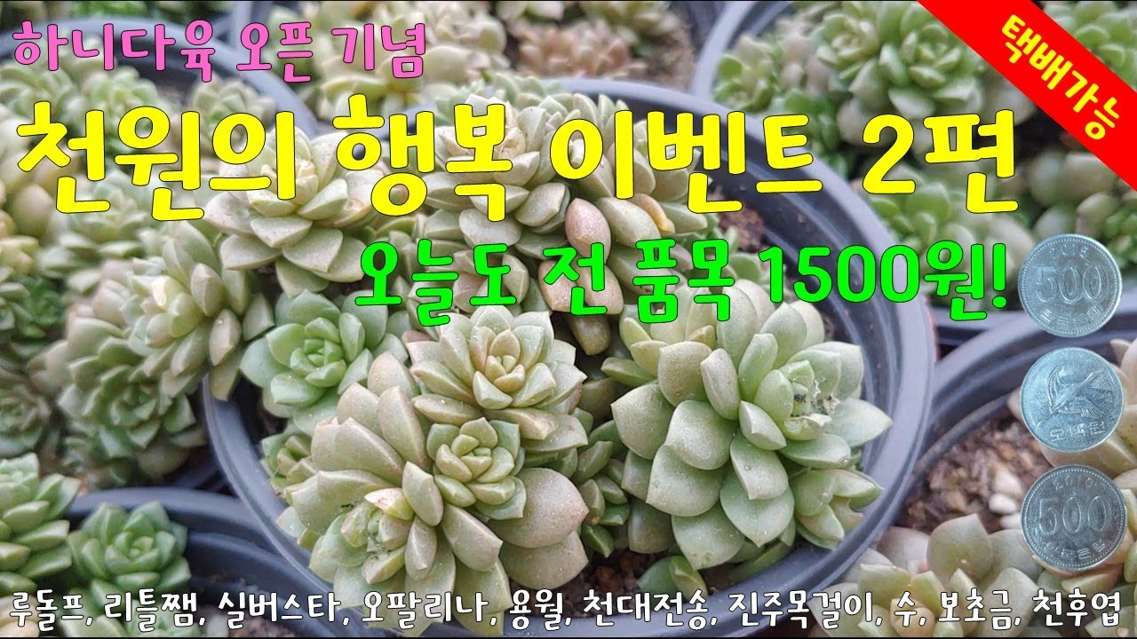 하니다육 천원의 행복 이벤트 2편 다육 다육이 다육판매 천원다육 용월 천대전송 오팔리나 루돌프 하월시아