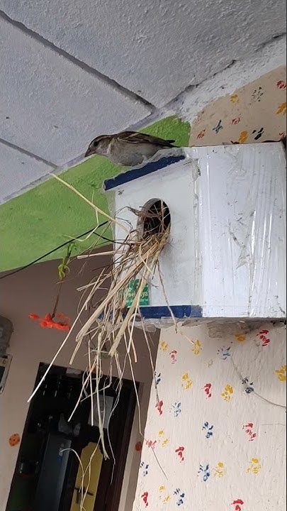 Sparrow nest building - YouTube