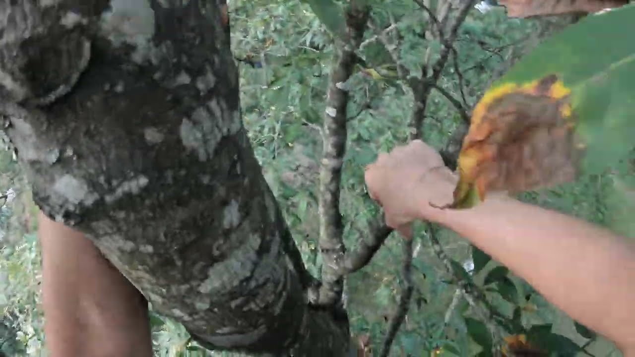 Freeclimbing 60ft into a Ridiculously Skinny Tree - YouTube