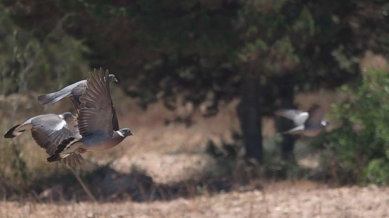 Colombacci in Scozia - YouTube