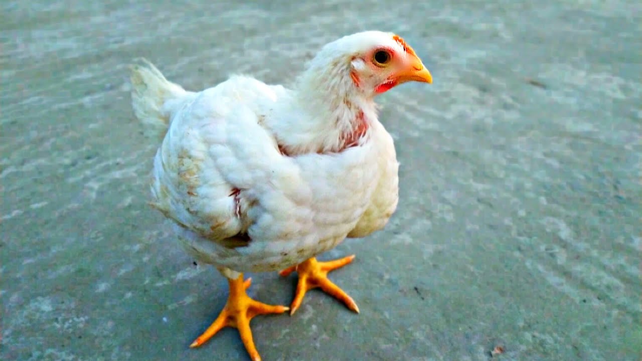 Woman Cutting Hen at Home | Expert Butcher Chicken Cutting | Broiler ...