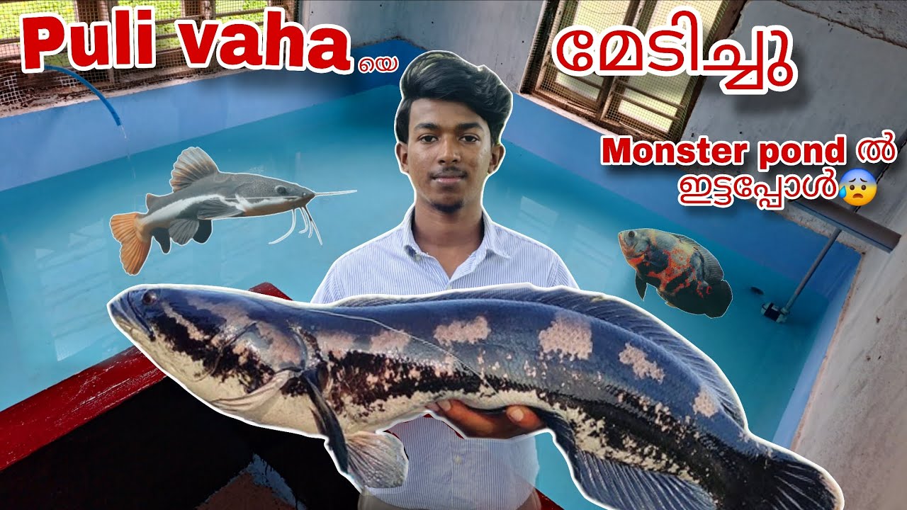 പുതിയ puli vaha യെ Monster pond ൽ ഇട്ടപ്പോൾ😨|Aqua Tips Malayalam - YouTube