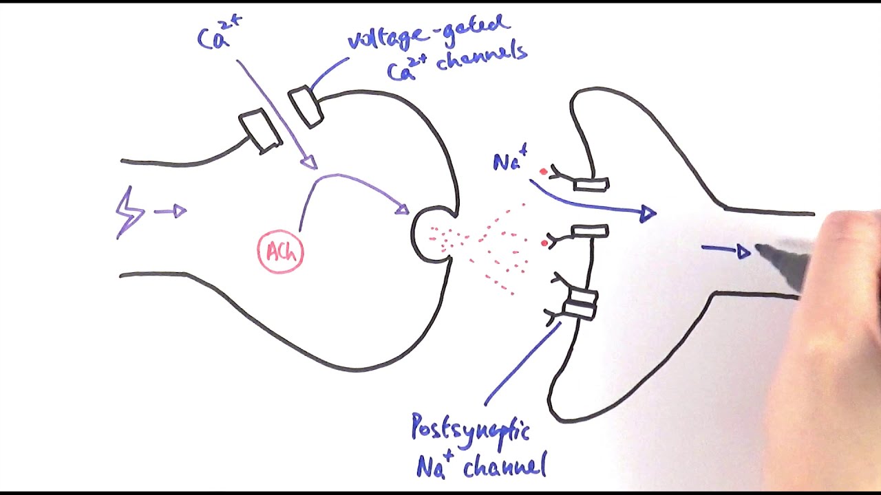 A2 Biology - Cholinergic synapses (OCR A Chapter 13.5) - YouTube