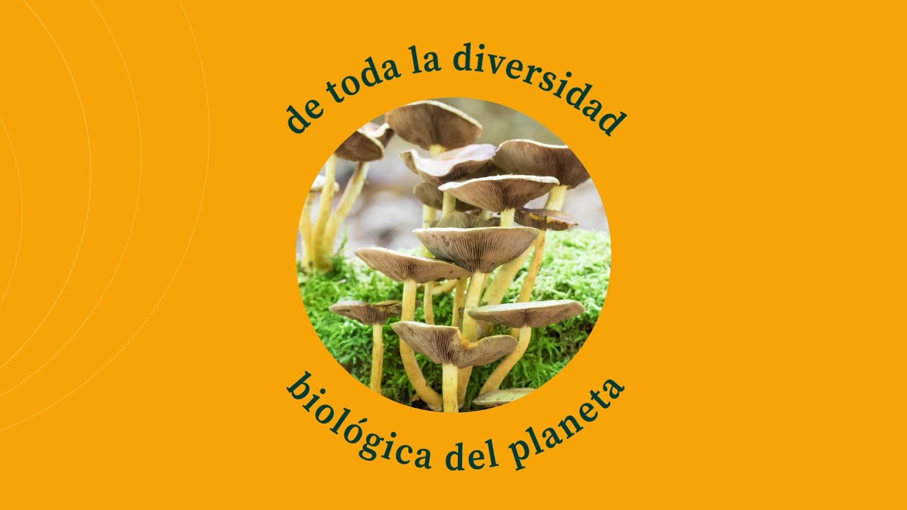 5 cosas que no sabías del suelo - BIOSMART TECH - YouTube