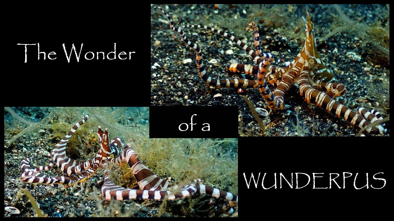 The Wonder of the WONDERPUS octopus! Wunderpus photogenicus -Lembeh ...