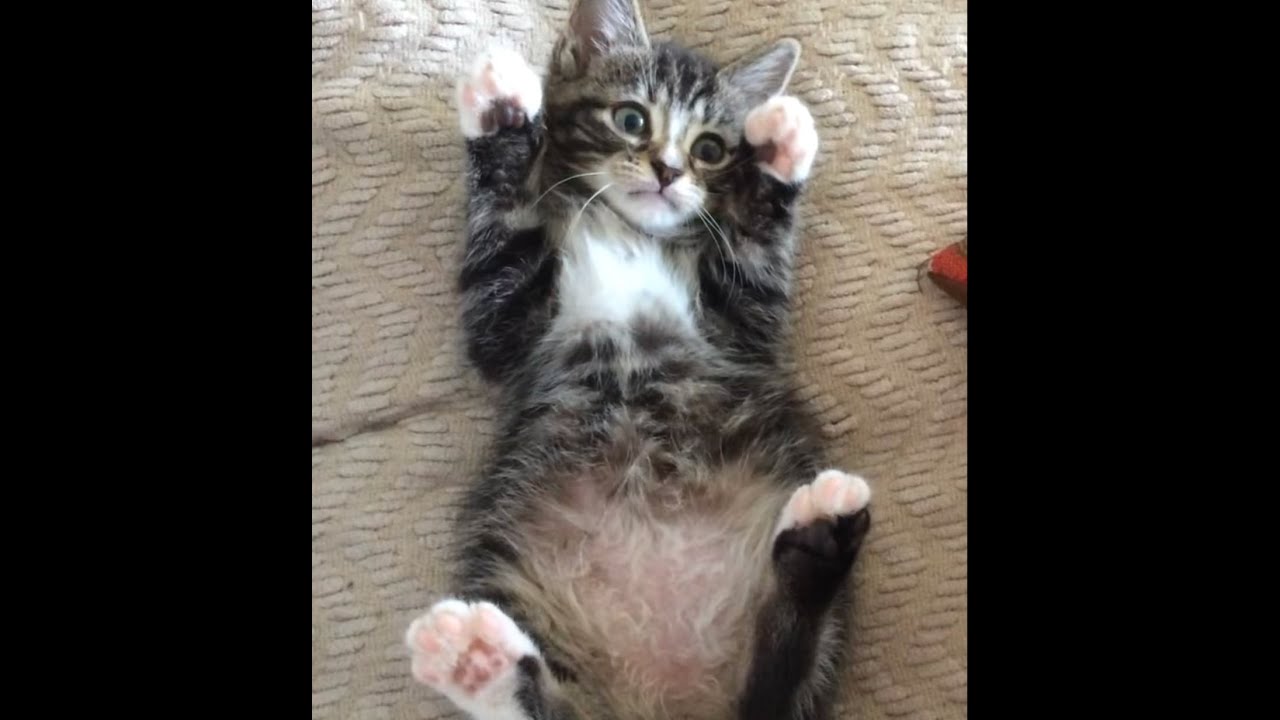 "Paws Up" in the Cutest Kitten Tickle Heist - YouTube