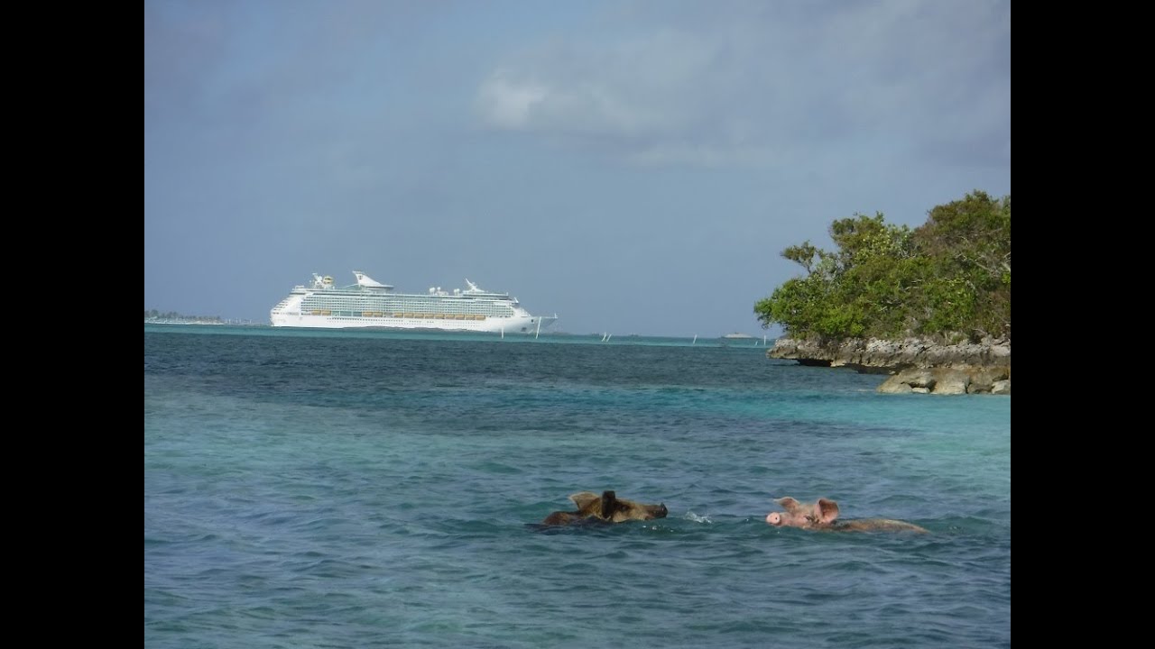 Swimming Pigs at Treasure Island and Coco Cay Bahamas - YouTube