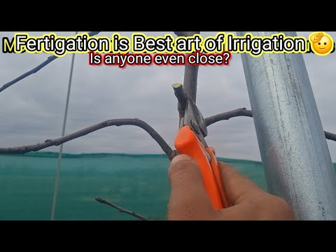 Pruning M9 Gala Apple Trees - The Complete Guide || Magray Orchards