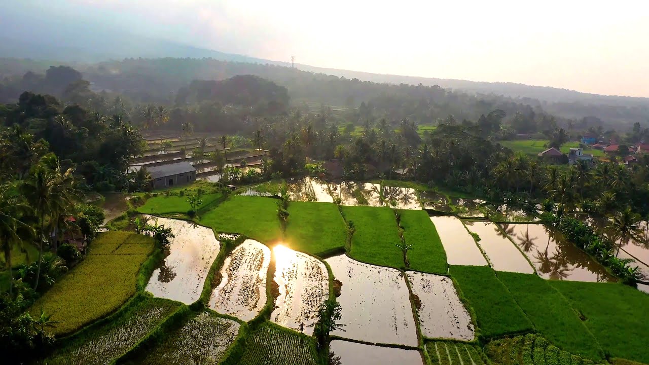SAWAH 1. UHD 4K. Free Stock Footage. - YouTube