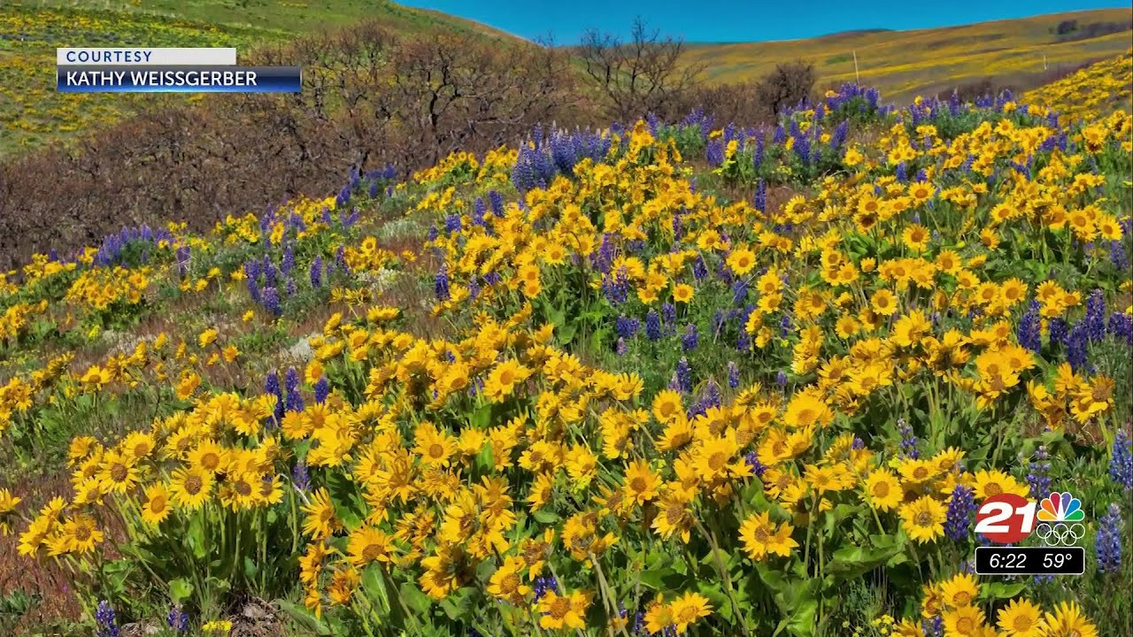 Out & About: Wonderful spring pictures - YouTube