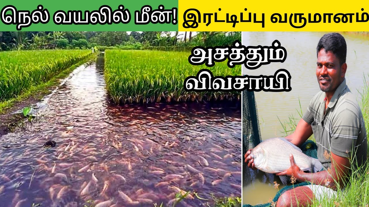 நெல் வயலில் மீன் வளர்த்து அசத்தும் விவசாயி! இரு மடங்கு லாபம் ! Fish ...