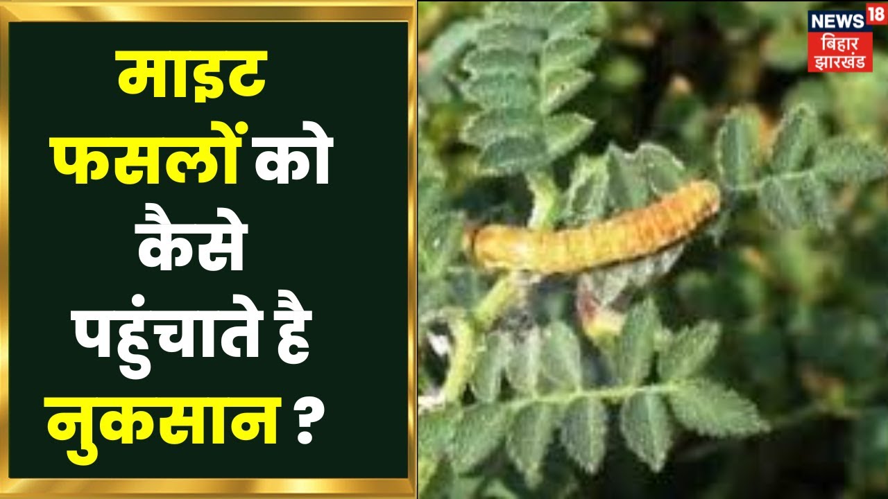 Annadata : फसल में लगने वाले कीट एवं रोग का नियंत्रण इस तरह करें ...