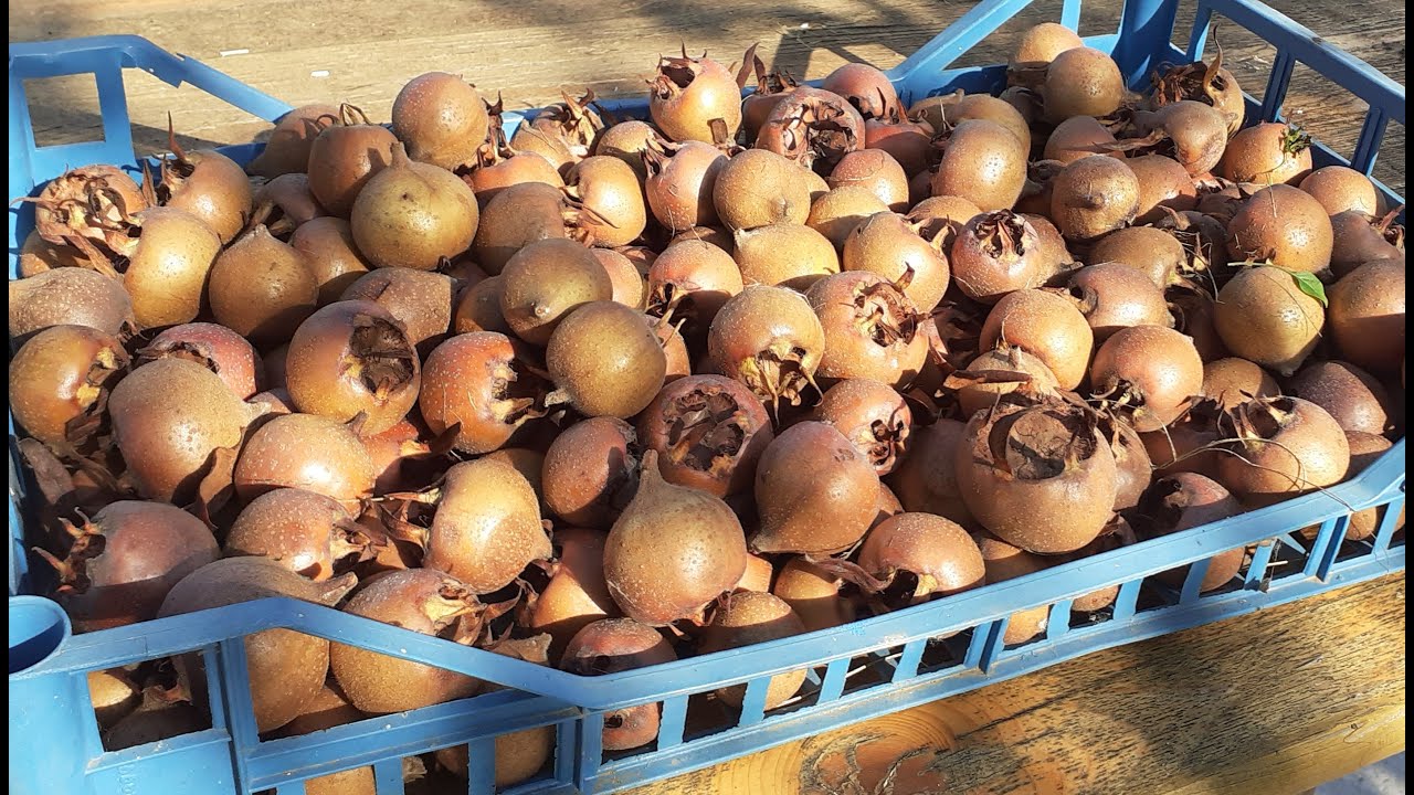 MUŠMULA - voće koje "puca" od ljekovitosti - YouTube