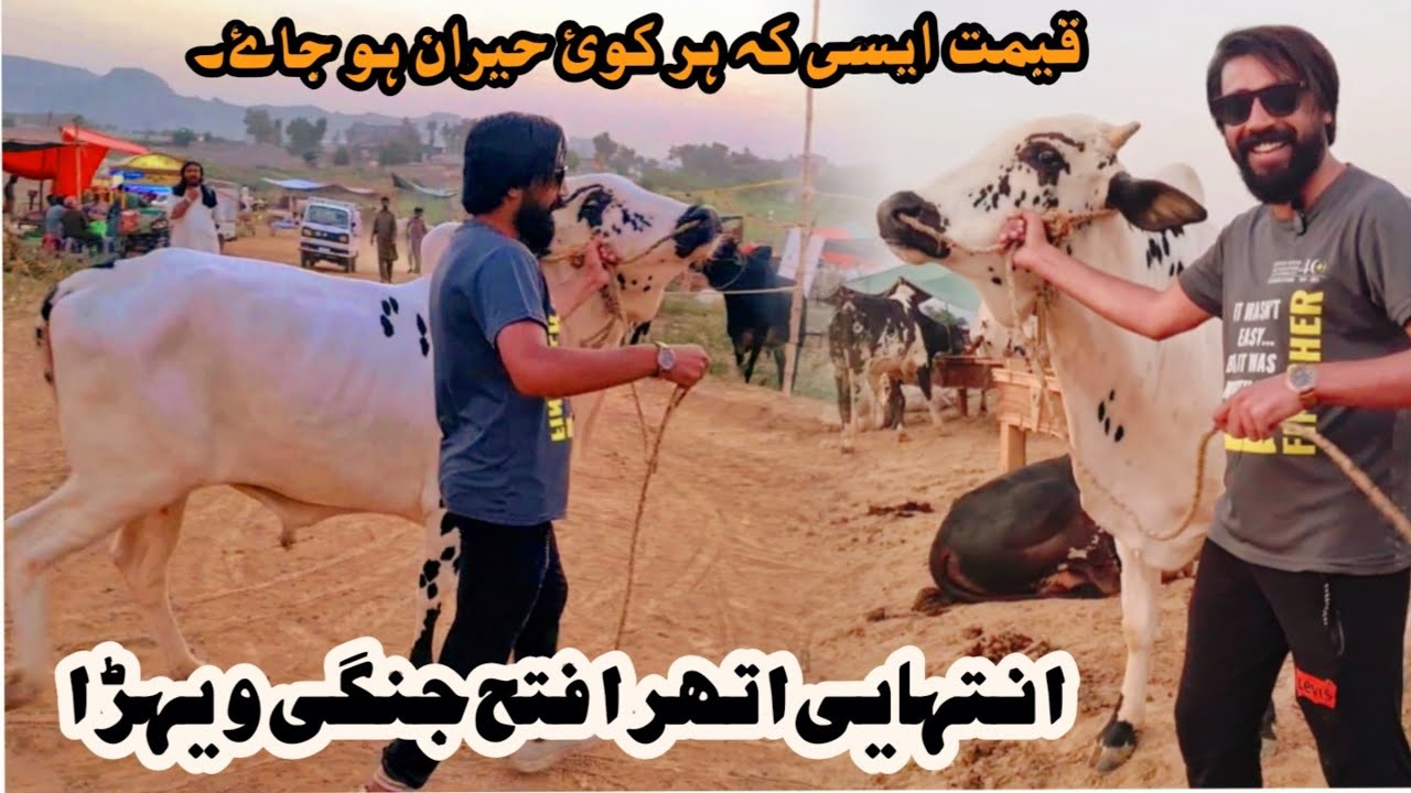 Sasty Fateh Jangi Janwar - Dangerous Fateh Jangi Bull - Sangjani Mandi ...