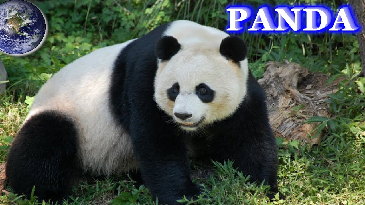 TOP 10 Beautiful Big Bears in the World! - YouTube