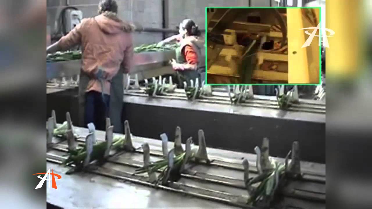 Bunching line by ARC - YouTube