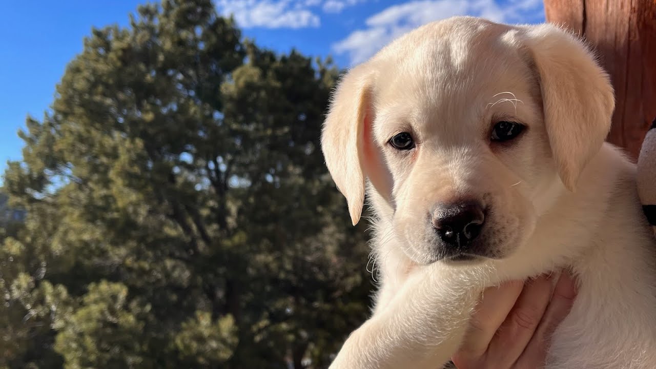 Lab Puppy DASHER Shows off his Dashing Skills Outside for the FIRST ...