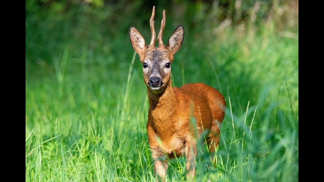 Reebok gedrag - geur als communicatiemiddel - Roe Deer behaviour ...