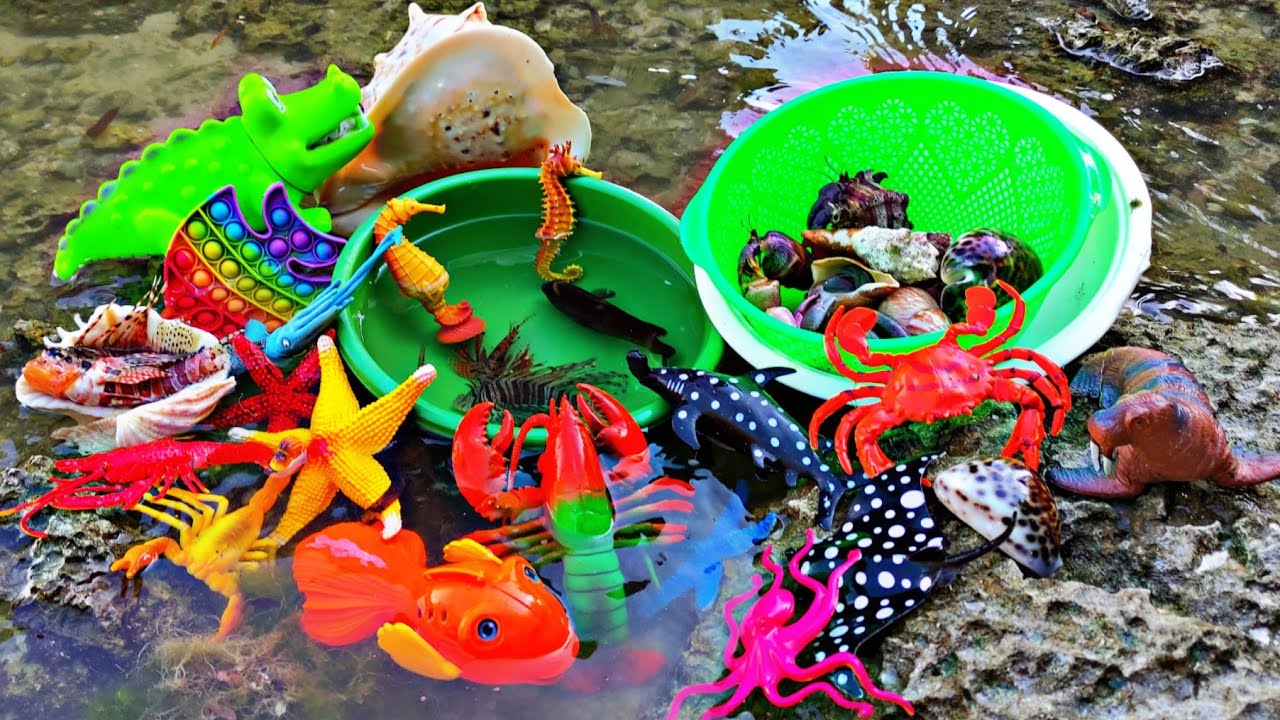 Wow seru! Menemukan kelomang unik,Ikan hias,Bintang laut,keong raksasa ...