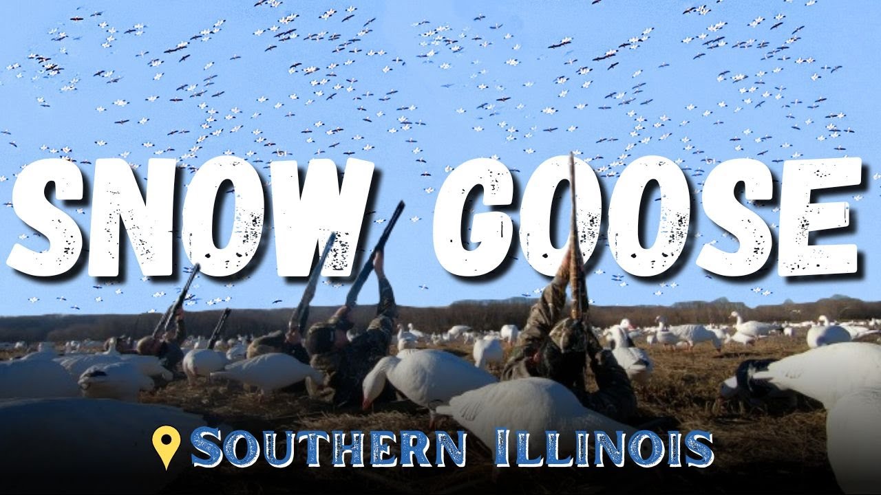 Snow Goose Hunting (UNDERGROUND PIT BLINDS) - YouTube