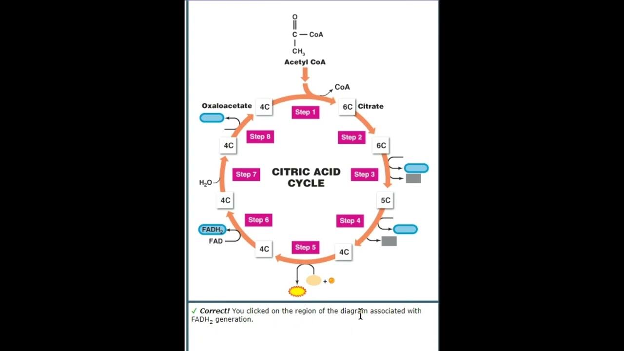Krebs cycle - YouTube