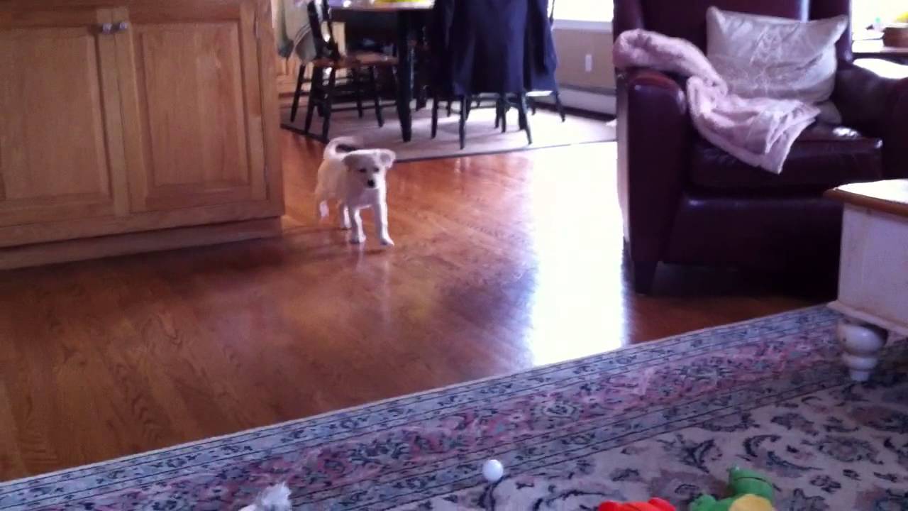 Obedient 10 week old golden lab - YouTube