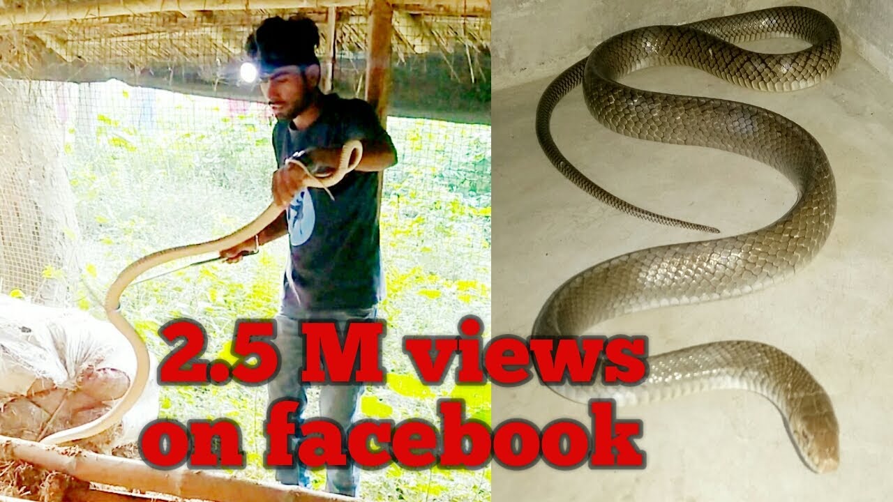 Indian rat snake | Rescue | Non venomous | Dhamin saap - YouTube