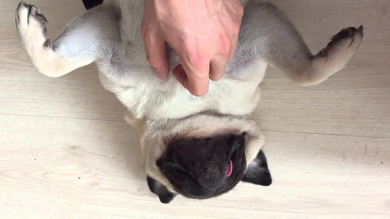 Molly The Pug - YouTube
