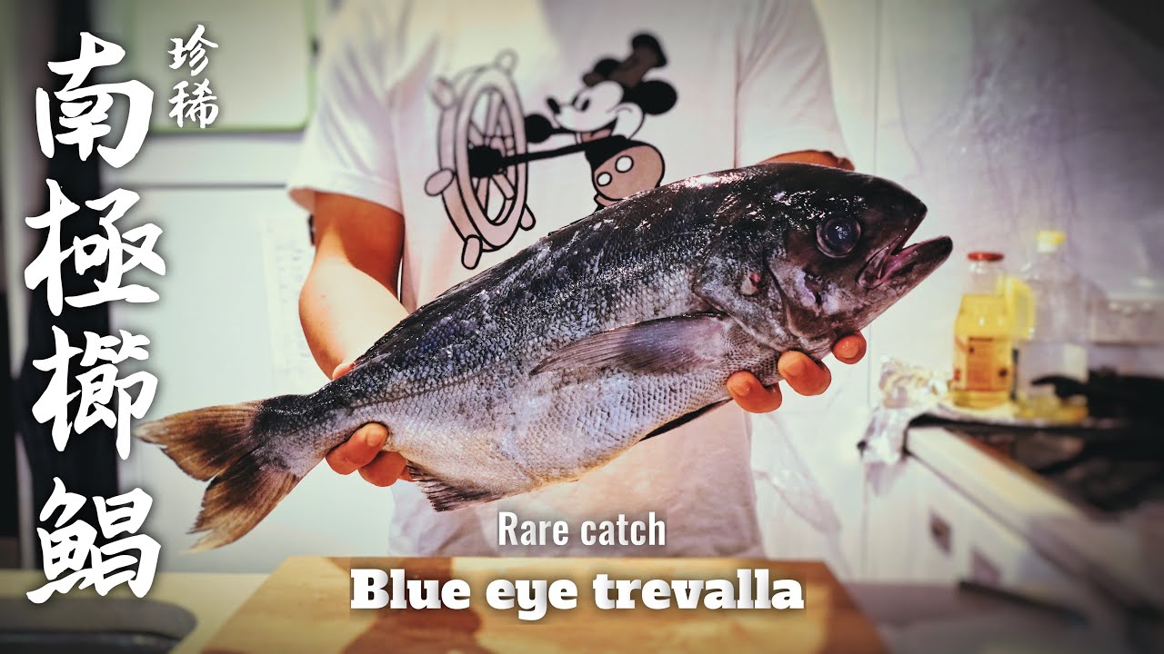 【魚の味】南極櫛鯧 請問你是從南極來的嗎? ｜Blue-eye Trevalla - One of the finest table fish ...