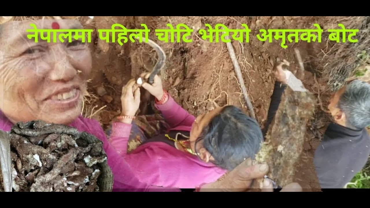 Nepali Villager Tarul Digging In Khet YouTube