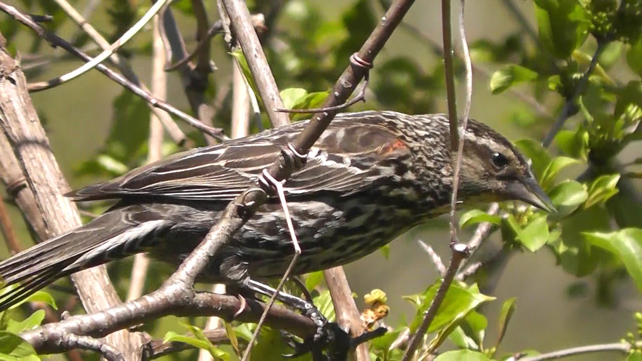 Immature Red-Winged Blackbird(Male)(Agelaius Phoeniceus) - YouTube
