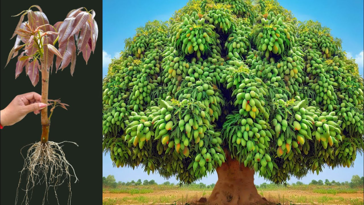 Mango Tree Grafting With egg & Aloe Vera / how to growing mango trees ...