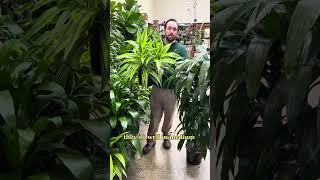 The 3 Tallest Houseplants that Will Elevate Your Interior