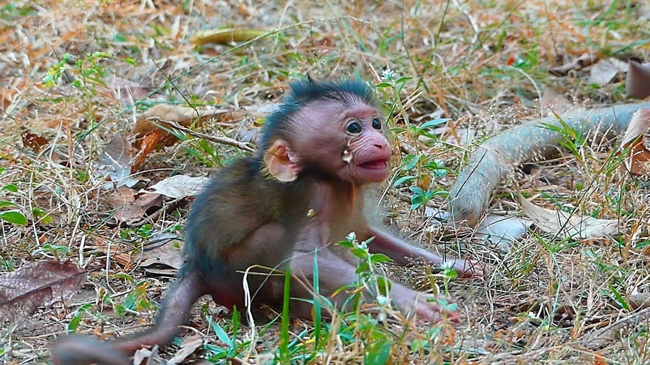 What happened to the lovely baby Meeko? - YouTube