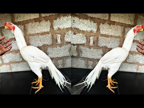 Long Tail Parrot Beak Rooster Breeding Collection my farm update aseel ...