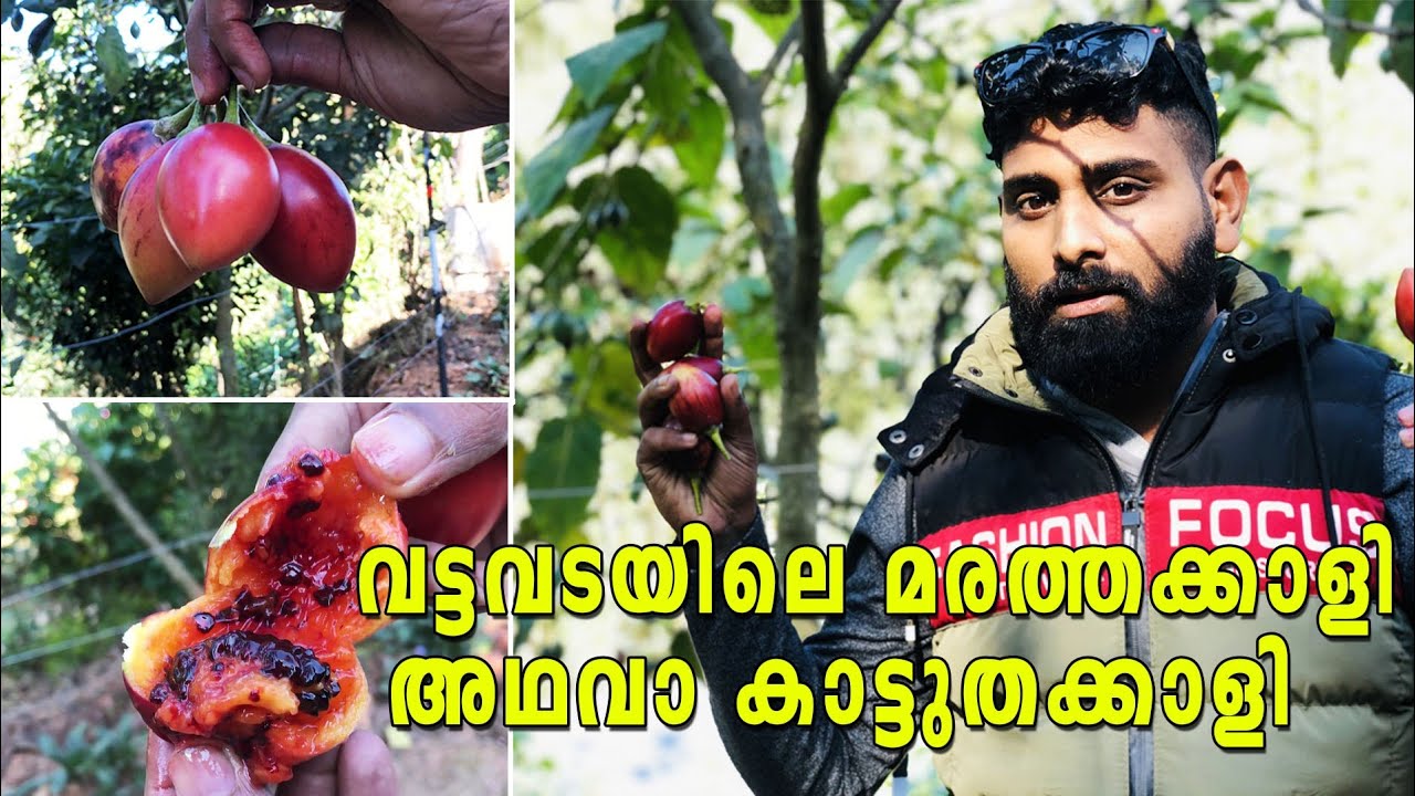 വട്ടവടയിലെ മര തക്കാളി | Mara thakkali | Kaattu Thakkali | Vattavada ...