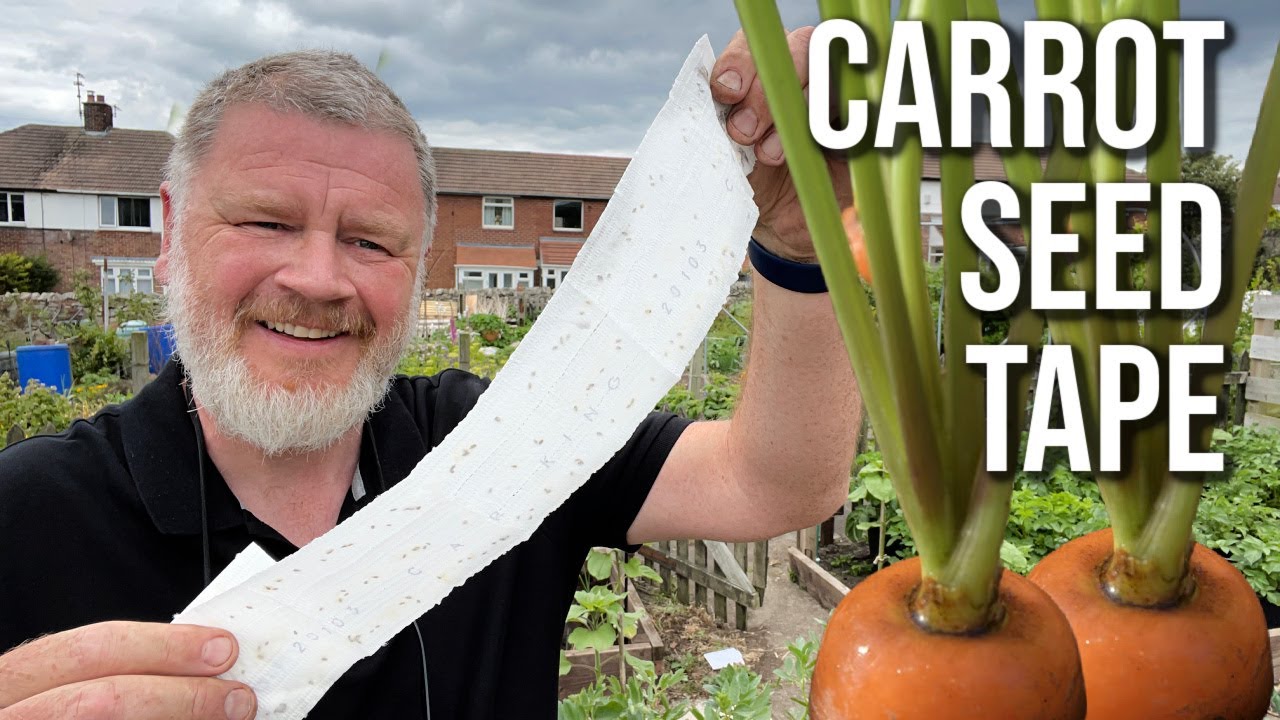 Sow Carrots Using Seed Tape Method | Sowing Carrots Easily - YouTube