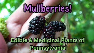 Mulberries ~ Edible & Medicinal Plants of Pennsylvania