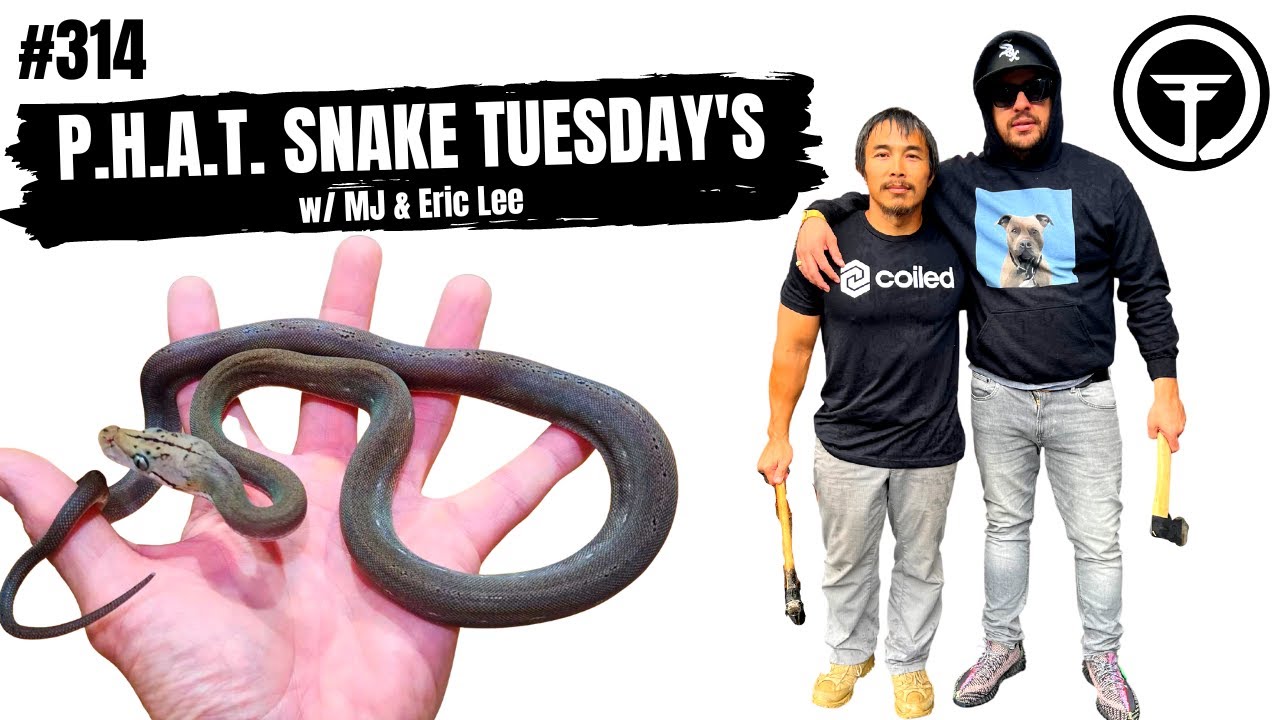 Creating Awareness within the Retic Community | P.H.A.T Snake Tuesday's ...