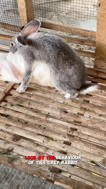 Look at the behavior of this grey rabbit 😱#rabbit #rabbitfarm #rabbitmarket #rabbitfarming - YouTube
