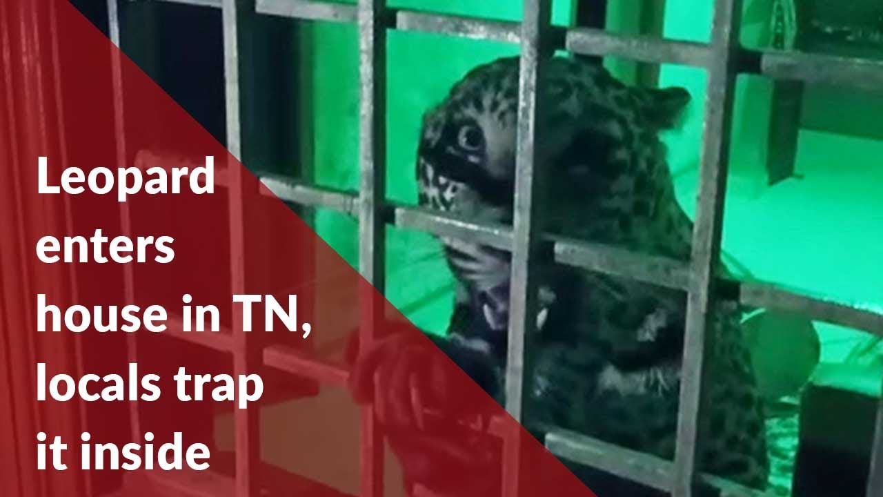 Video: Leopard enters home in TN, trapped by local residents - YouTube