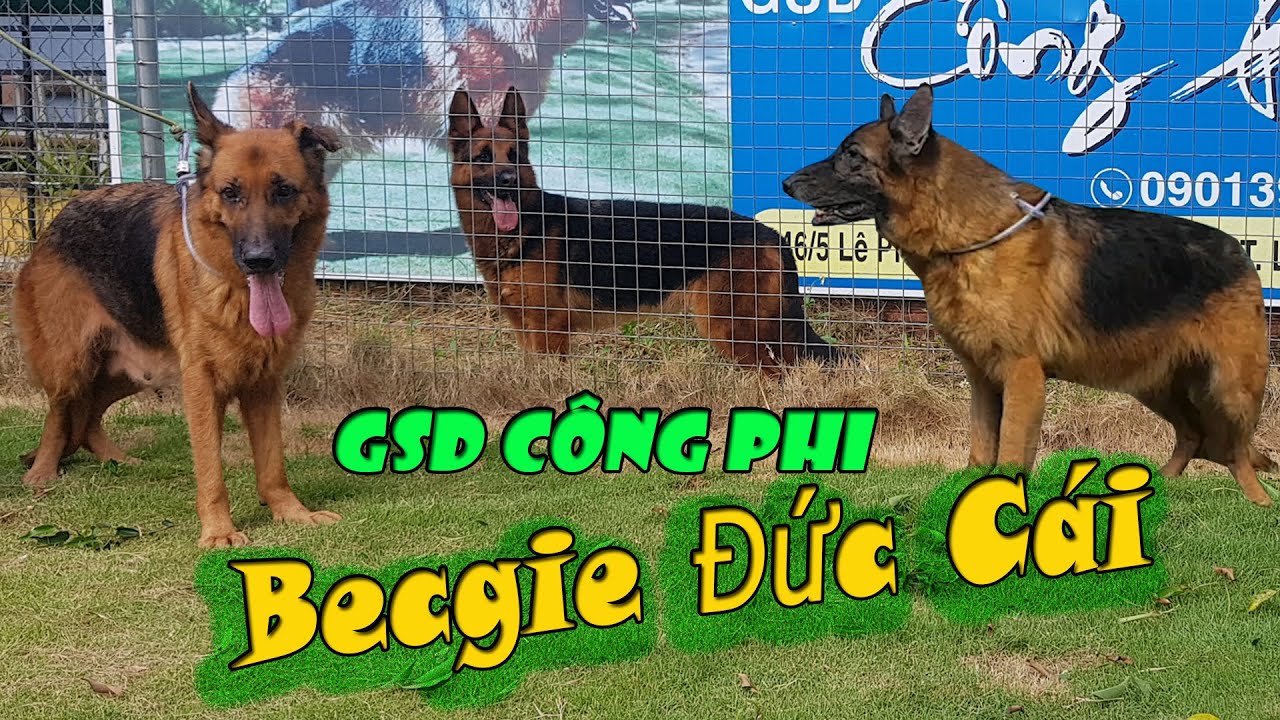 GERMAN SHEPHERD. Chó becgie đức cái trưởng thành | GSD CÔNG PHI - YouTube