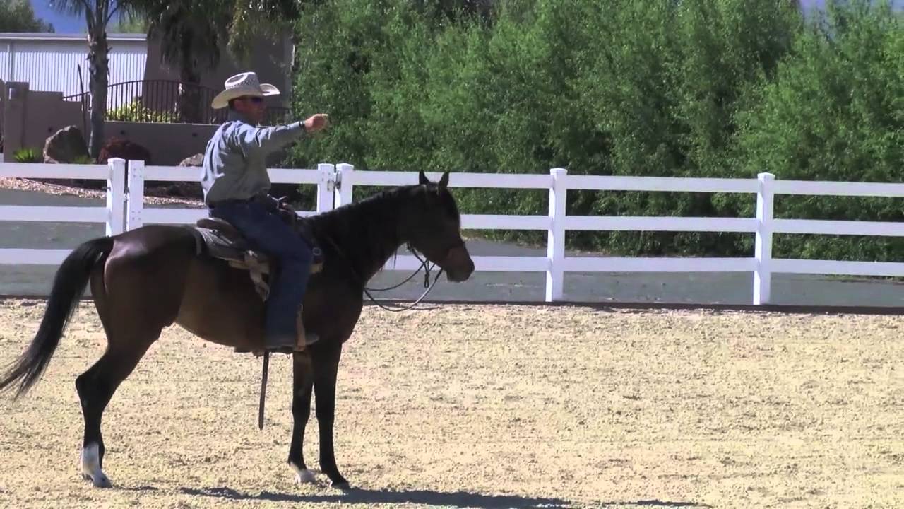 During the first ride outside on an arabian - YouTube