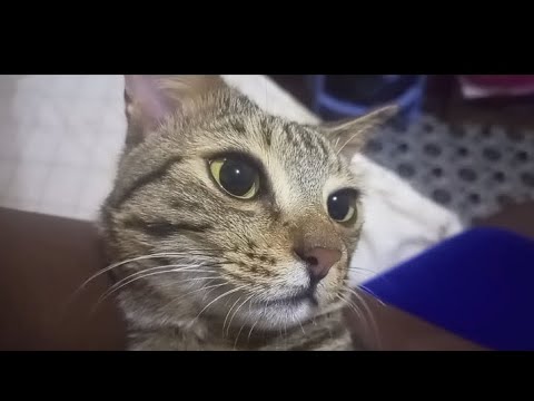 I'm now a humon baby - YouTube