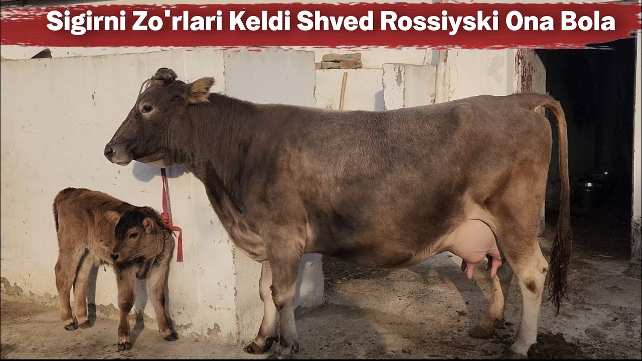 Yaxshi Sigir Olishni Istaysizmi ? ☎️+998 95 827 20 03 Ona Bola Sutdor ...