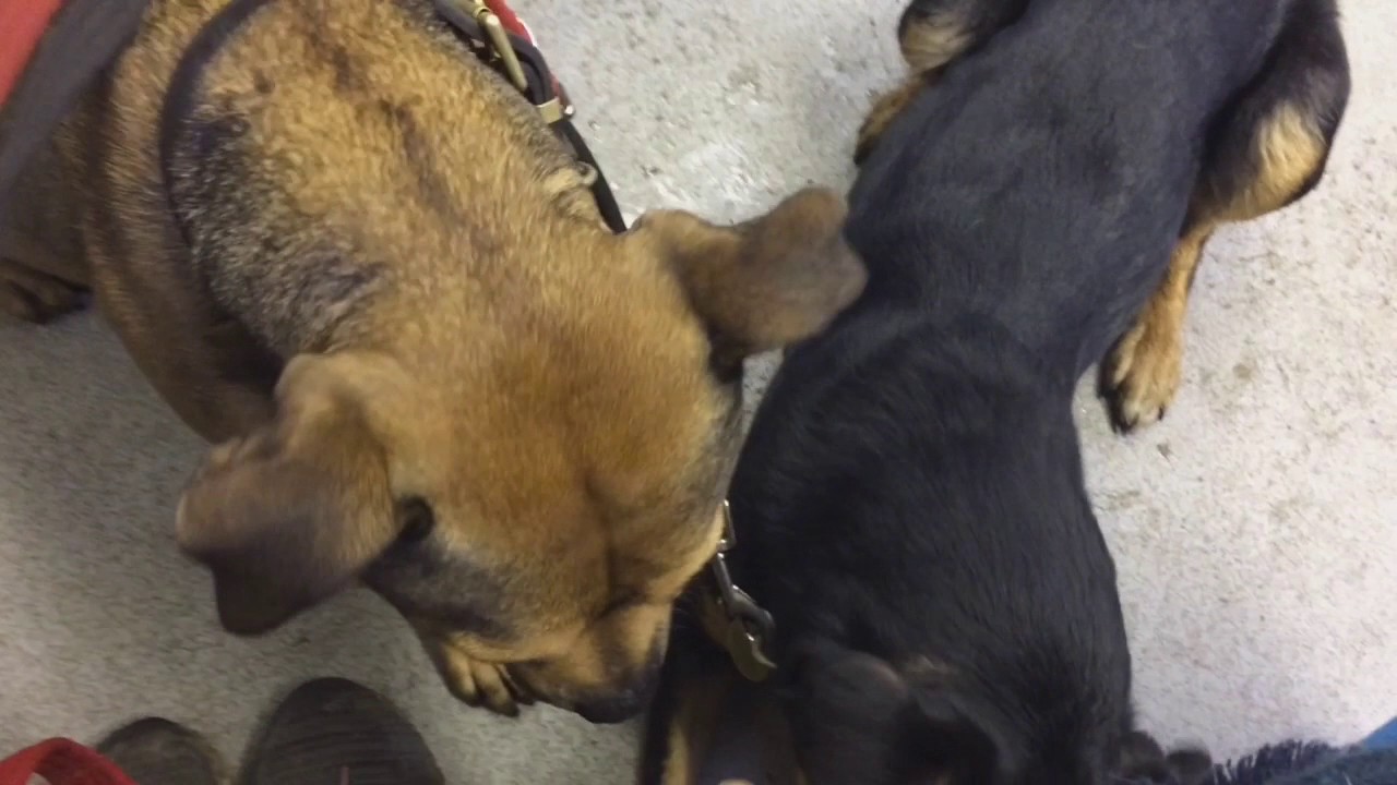 How to eliminate your dogs Boisterousness - YouTube